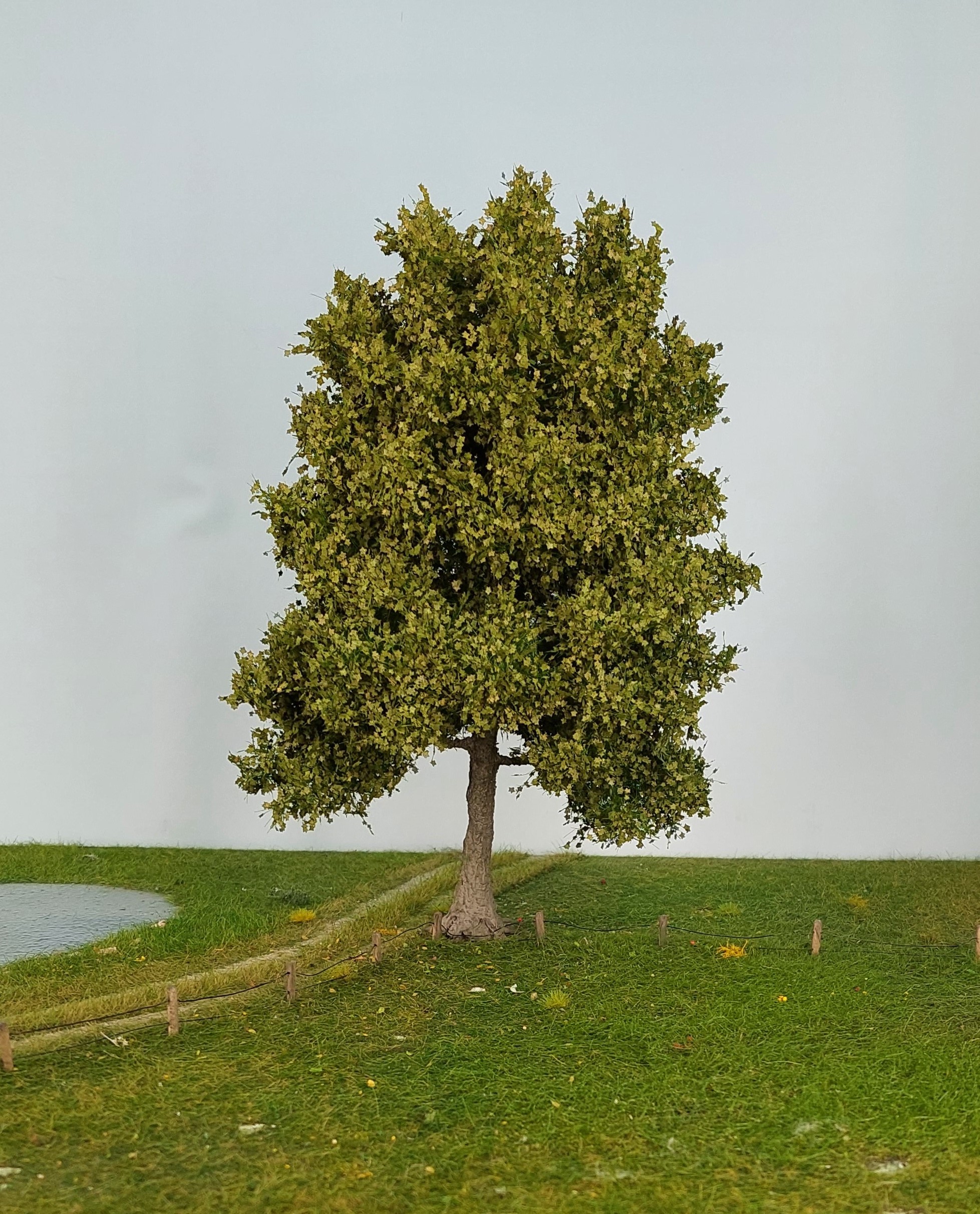 Mininatur - Platane Profiline